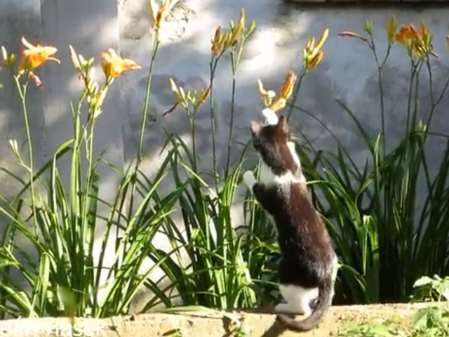 Cat Video: Cat Plays With Flowers | Cute and Funny Cat Videos – Cat Faeries