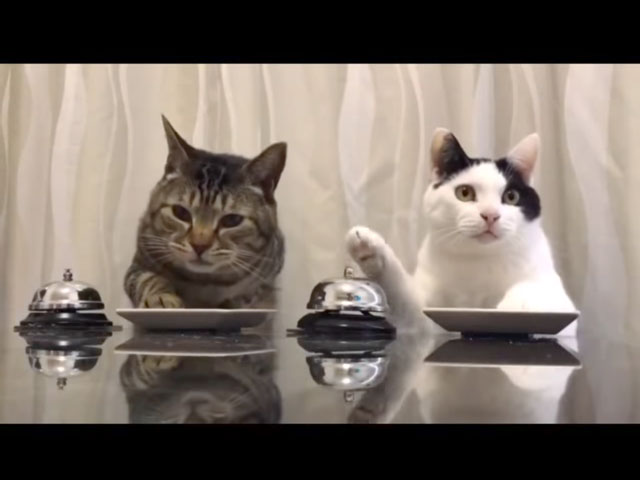 Cat Video: Cats Ringing Bells to Get Human to Give Treats | Cute and ...