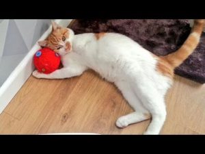 Cat Video: 10 Things to know about 3 Legged Cats | Cute and Funny Cat ...