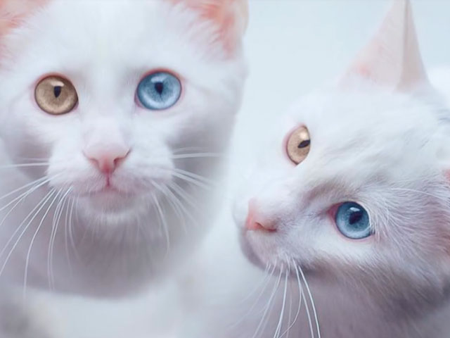 Cat Video: Two Very Cute Twin White Kitty Girls | Cute and Funny Cat ...