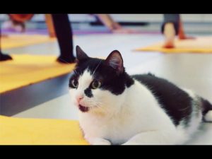 Cat Video: Yoga With Adoptable Cats | Cute and Funny Cat Videos – Cat ...