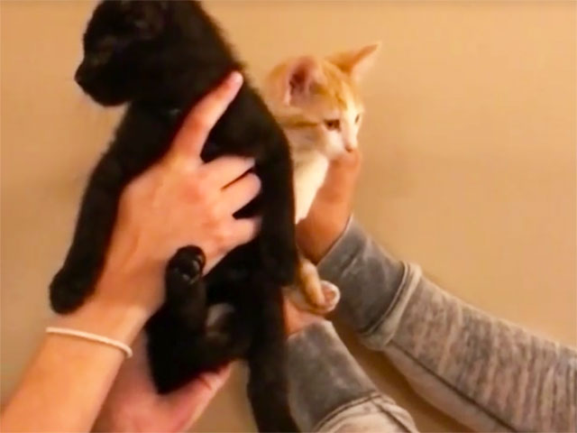 Cat Video: Kitten Eclipse | Cute and Funny Cat Videos – Cat Faeries