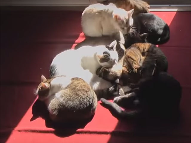 Cat Video: Time Lapse of Cats as they Follow the Sun | Cute and Funny ...