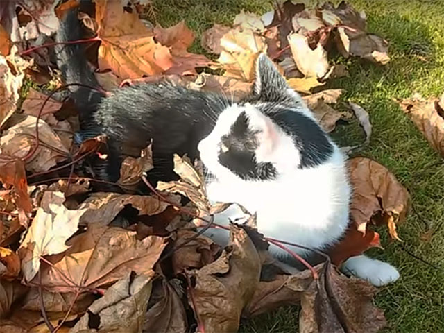 Cat Video: Three Cats Playing in a Pile of Autumn Leaves | Cute and ...