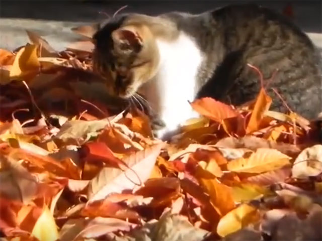 Cat Video: A Cat Playing in Autumn Leaves | Cute and Funny Cat Videos ...