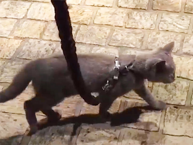 Cat Video: A cat loves her leash and the great outdoors! | Cute and ...