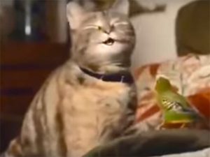 Cat Video: Cats Dancing to Pharrell’s “Happy” | Cute and Funny Cat ...