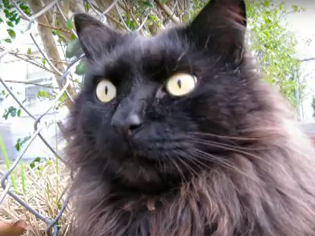 Cat Video: Song – Loved By A Cat | Cute and Funny Cat Videos – Cat Faeries