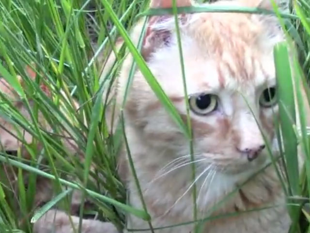 Cat Video: Relaxing Video of Two Ginger Cats Playing in Tall Grass ...