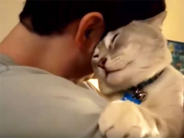 Cat Video: Cats Love Their Human Dads | Cute and Funny Cat Videos – Cat ...