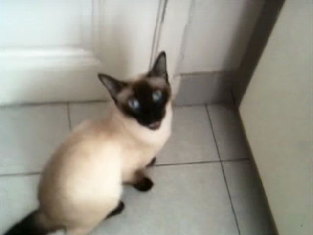 Cat Video: Siamese Opens Door | Cute and Funny Cat Videos – Cat Faeries