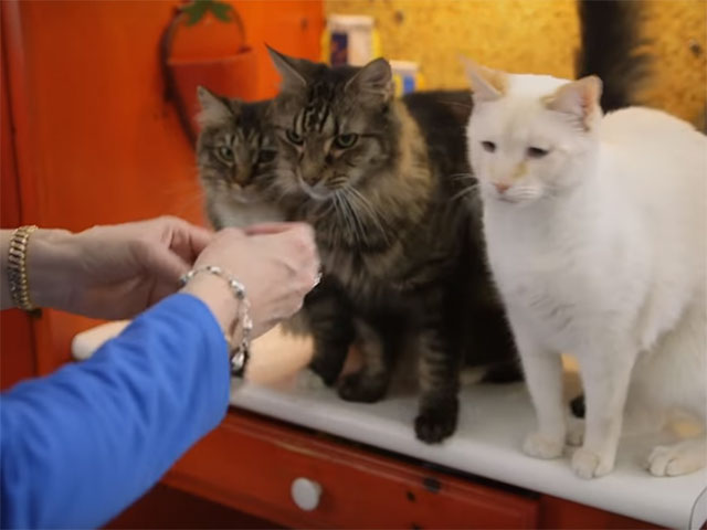 Cat Video: Sign Language with Cats | Cute and Funny Cat Videos – Cat ...