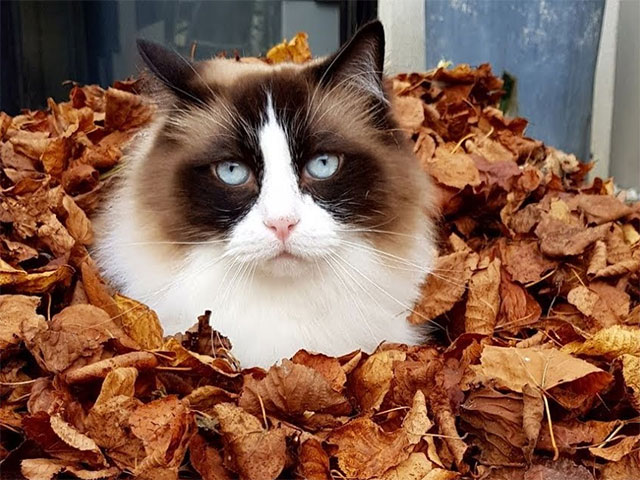 Cat Video: Timo the Ragdoll Cat Loves Autumn Leaves | Cute and Funny ...