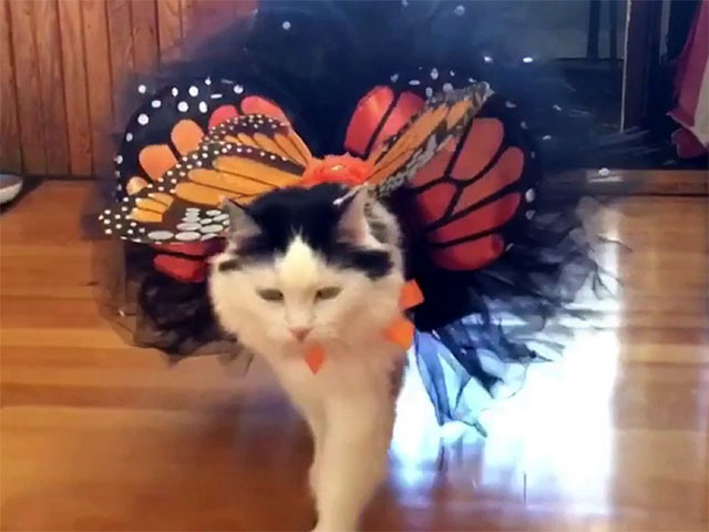 Cat Video: Beautiful Cat Dressed As Butterfly for Halloween | Cute and ...