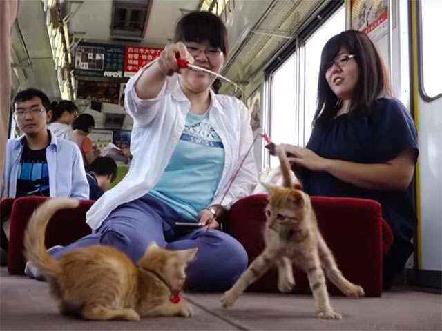 Cat Video: Japan’s Cat Cafe Train | Cute and Funny Cat Videos – Cat Faeries