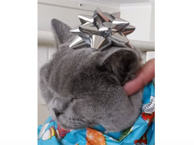 Cat Video: How To Wrap A Cat In Holiday Wrapping Paper! | Cute and ...