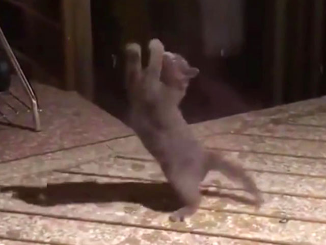 Cat Video: Kitten Plays With Snowflakes | Cute and Funny Cat Videos ...