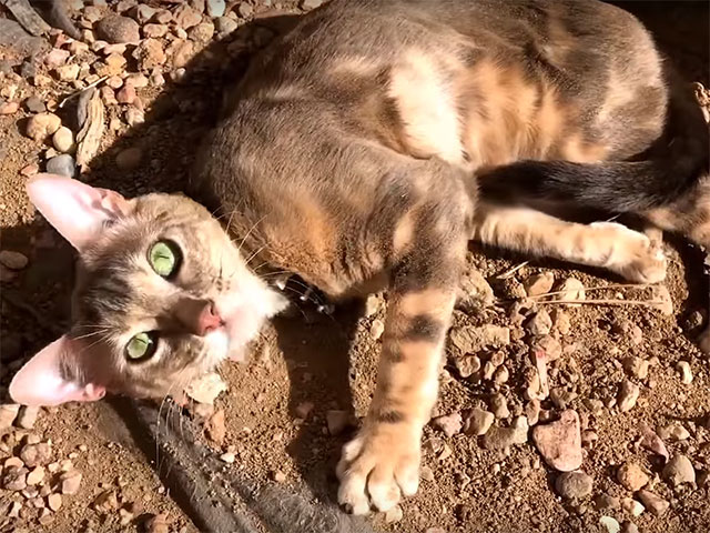 Cat Video: Bengal Cat Playing in Dirt | Cute and Funny Cat Videos – Cat ...