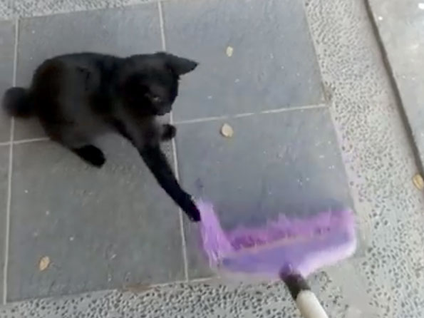 Cat Video: Black Kitten Plays With Broom | Cute and Funny Cat Videos ...
