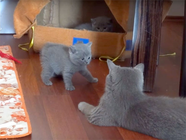 Cat Video: Chartreux Kittens Play Time | Cute and Funny Cat Videos ...