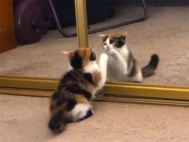 Cat Video: Calico Kitten Plays with the Kitten in the Mirror | Cute and ...