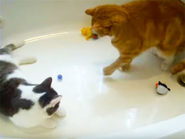 Cat Video: Cats playing with marble in a bathtub | Cute and Funny Cat ...
