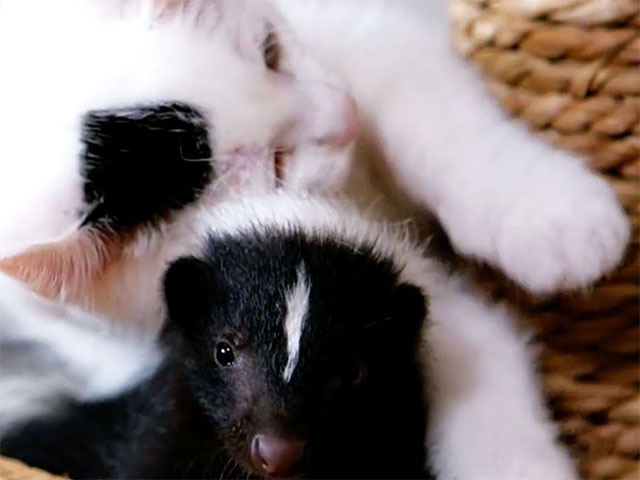 Cat Video: Skunk vs. Kitten De-Cat-Lon: Who Will Out-Cute Who? | Cute ...