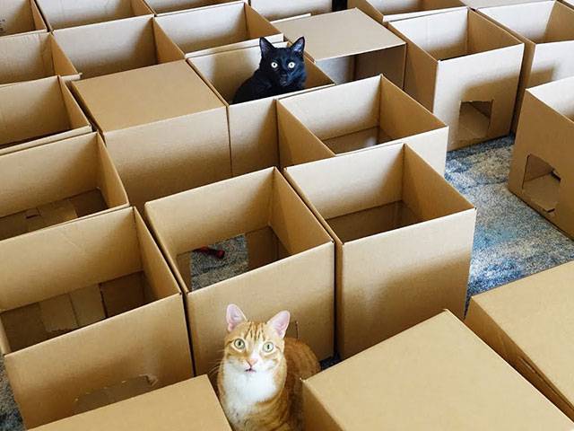 Cat Video: AMEOW-ZING 50 Box Cat Maze! | Cute and Funny Cat Videos ...
