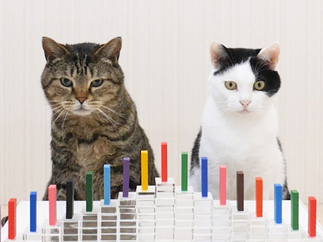 Cat Video: Cats and Dominos | Cute and Funny Cat Videos – Cat Faeries