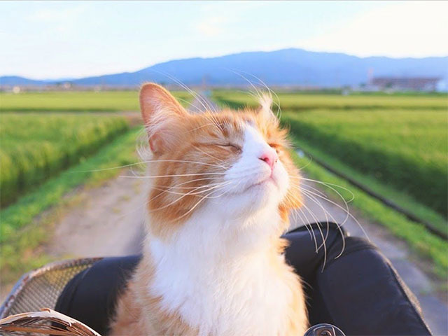 Cat Video: How To Train Your Cat | Cute and Funny Cat Videos – Cat Faeries