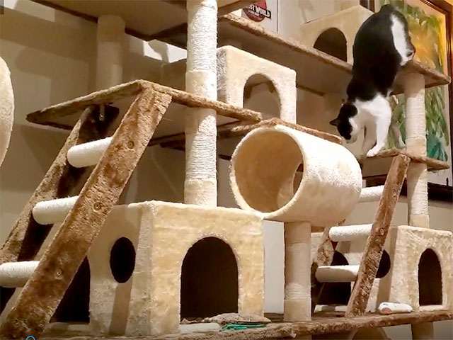 Cat Video: Blind Tuxedo Cat Pinocchio Explores His New Cat Tree | Cute ...
