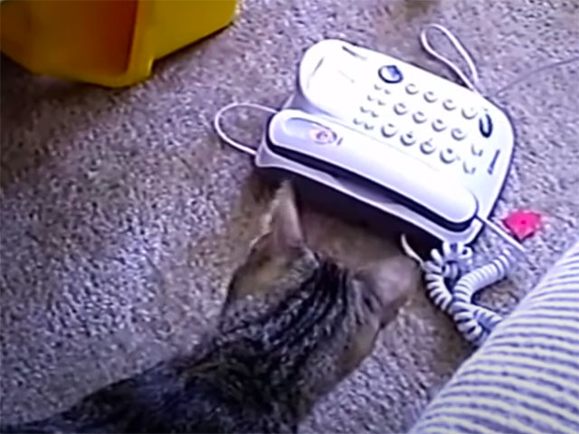 Cat Video: Cats Answering the Phone | Cute and Funny Cat Videos – Cat ...