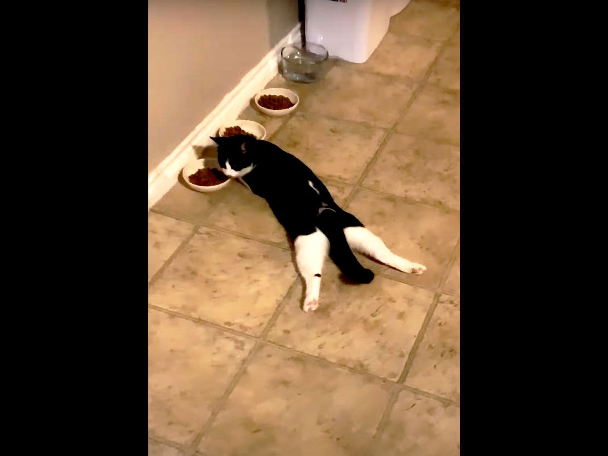 Cat Video: Cat Splooting While Eating | Cute and Funny Cat Videos – Cat ...
