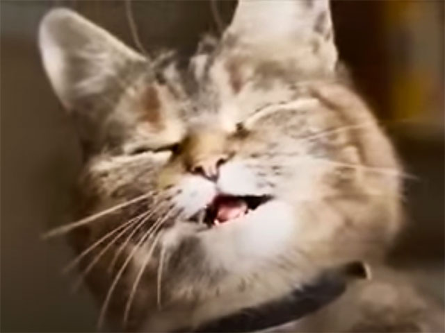 Cat Video: Cats Dance and Sing Pharrell Williams Happy | Cute and Funny ...