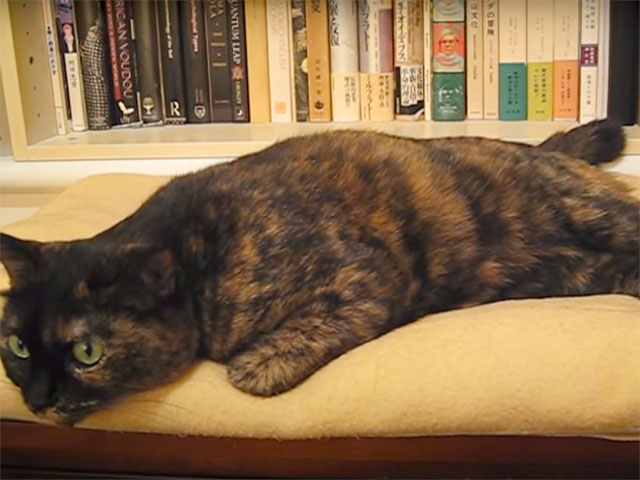 Cat Video: Cute Torti Rolls Around and Meows | Cute and Funny Cat ...