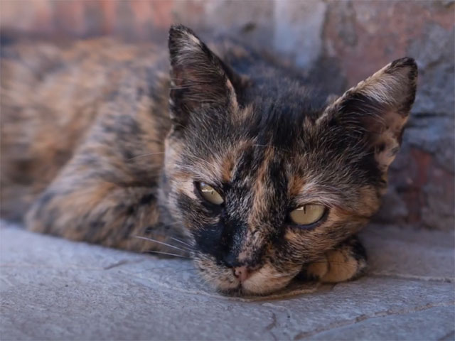 Cat Video: 5 Terrific Facts About Tortoiseshell Cats! | Cute and Funny ...