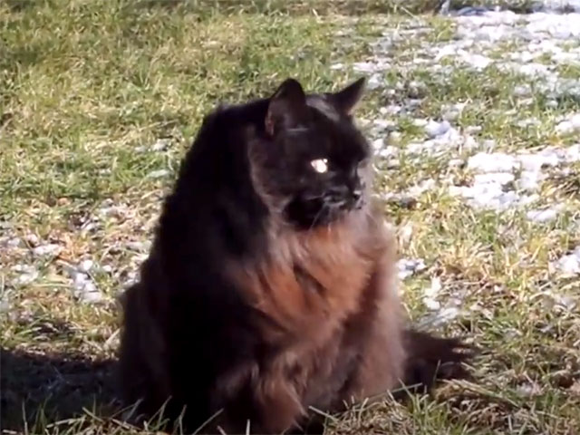 Cat Video: Walking my cats on a windy day | Cute and Funny Cat Videos ...