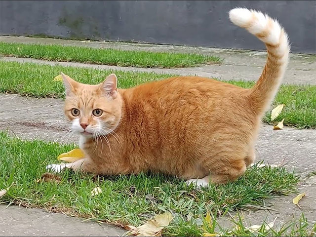 Cat Video: Cat Having Fun With Leaves | Cute and Funny Cat Videos – Cat ...