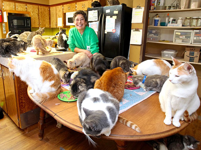 Cat Video: Ultimate Cat Lady | Cute and Funny Cat Videos – Cat Faeries