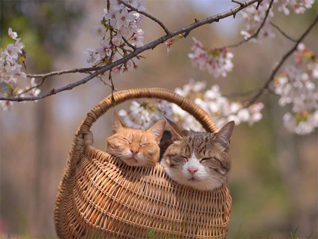 Cat Video: Cats Relax In Cherry Blossoms | Cute and Funny Cat Videos ...
