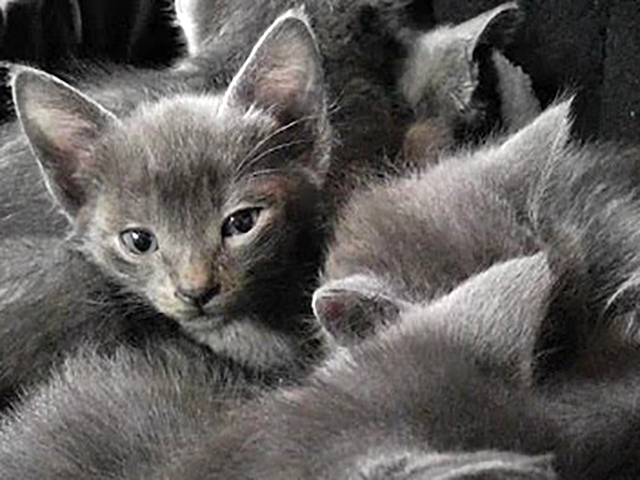 Cat Video: A Den of Purring Kittens | Cute and Funny Cat Videos – Cat ...