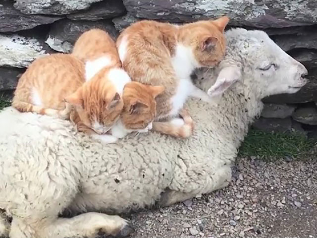 Cat Video: Smurgling Cats Adorably Sit Atop Sheep | Cute and Funny Cat ...