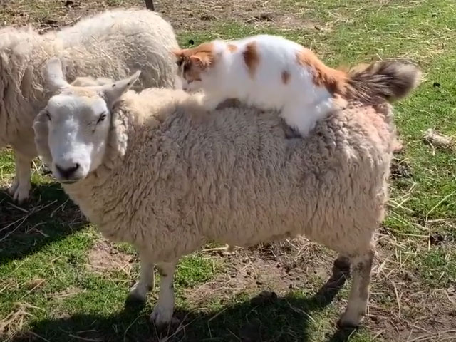 Cat Video: Cat Gives Sheep a Back Massage | Cute and Funny Cat Videos ...